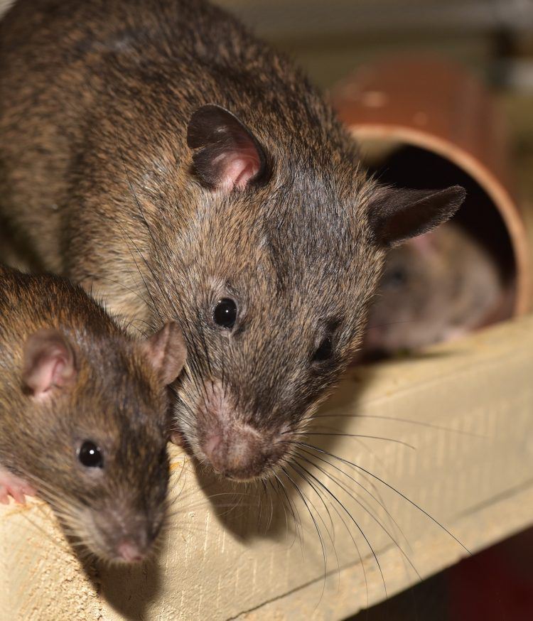 Resistencia de las ratas a la bromadiolona